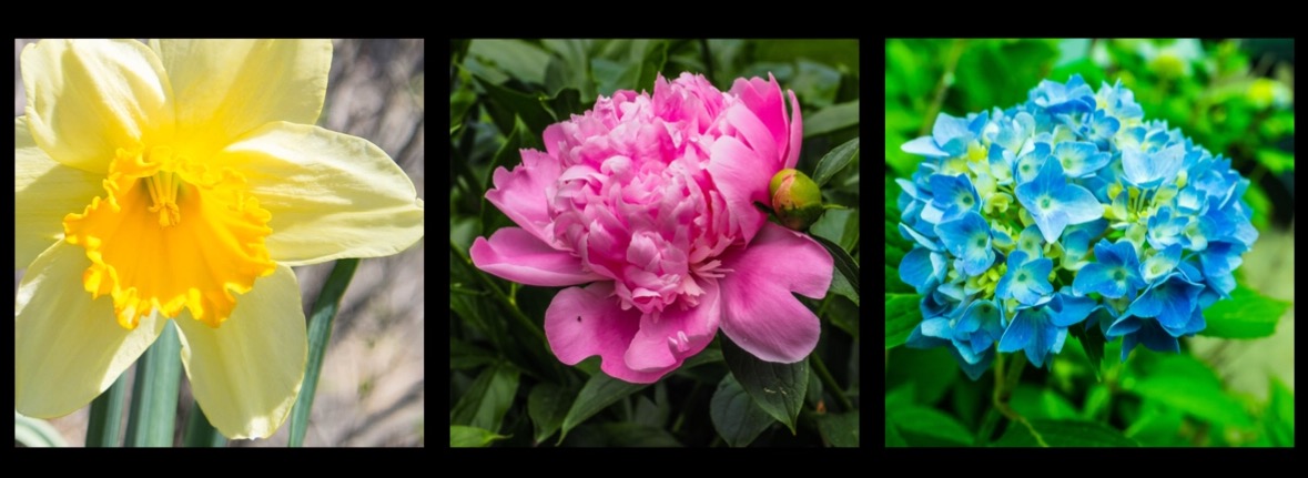 Summer Guest | mannersworld