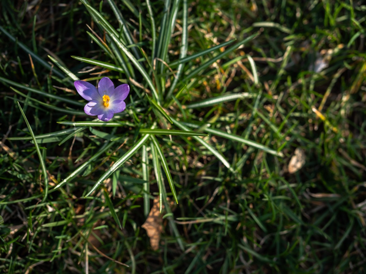 Sheltering Nest | mannersworld